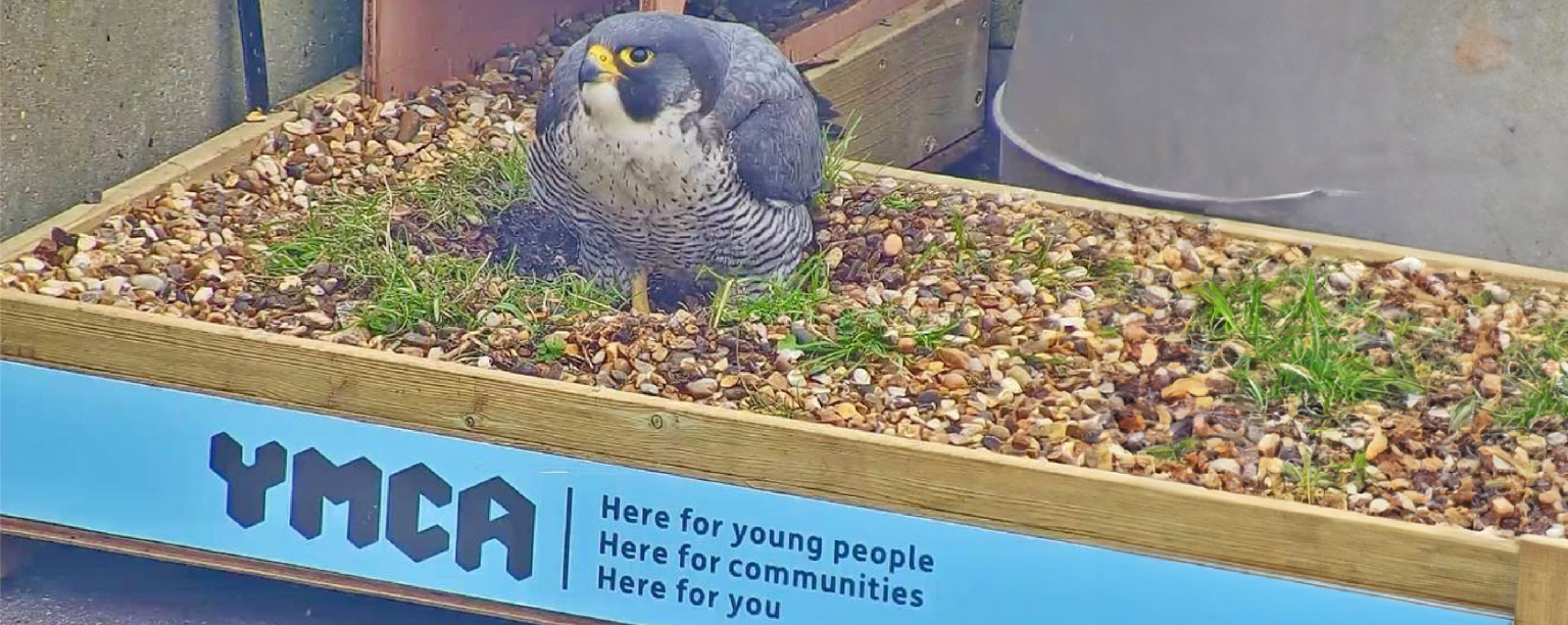 Peregrine Falcons at Charter House - One YMCA