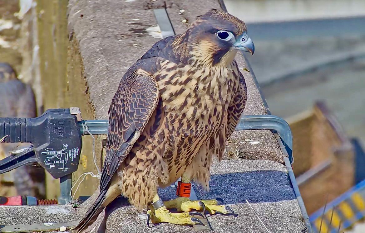 Peregrine Falcons at Charter House - One YMCA